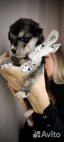 Пристраиваются найдёныши в добрые руки