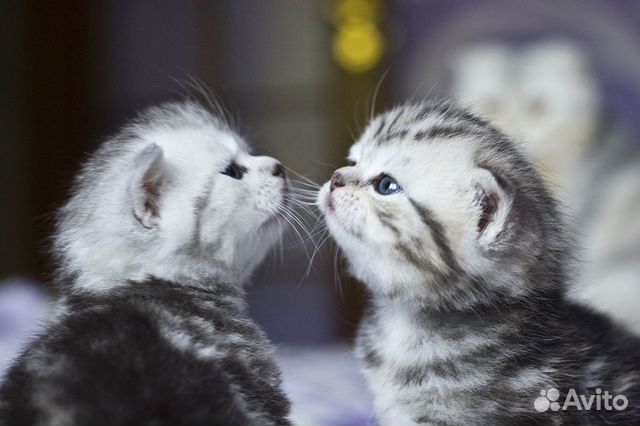 Идеальные мраморные котята