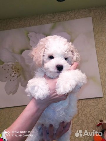 Бишон фризе