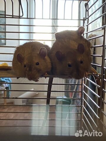 Очаровательные крысята сиамского окраса