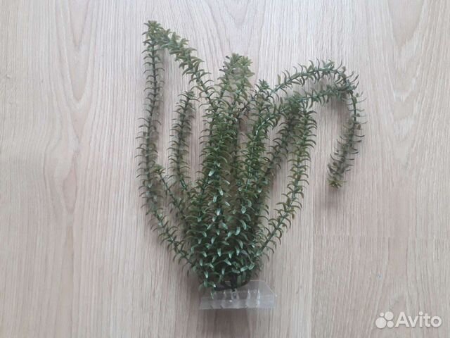 Декорации для аквариума водоросли