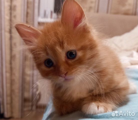 Очаровательные рыжие котята в добрые руки