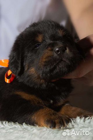 Тибетский мастиф щенки