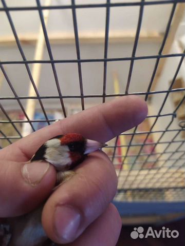 Щеглы певчие птицы