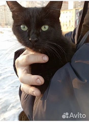 Чёрный ласковый котик-подкидыш ищет дом