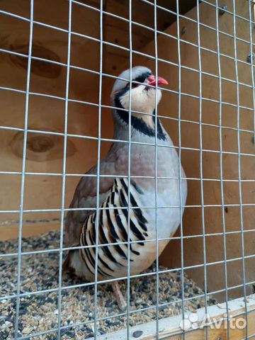 Самец кеклик(горная куропатка)