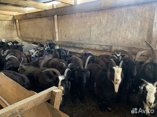 Продам коз