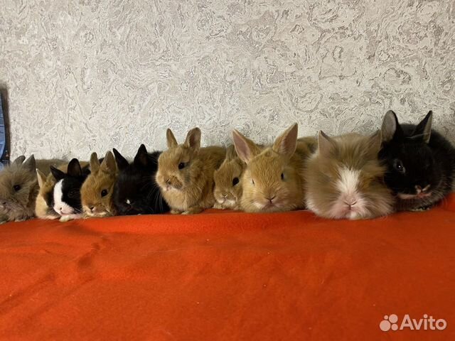 Декоративные кролики