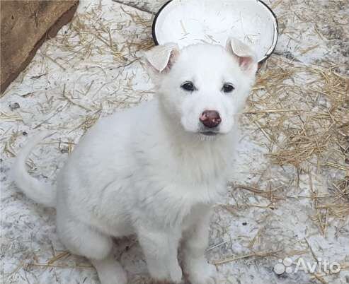 Щенки 2,5 мес