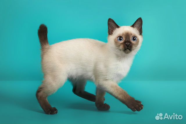 Котята самой маленькой породы той-боб