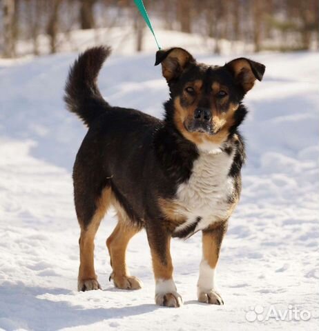 Барди в добрые руки