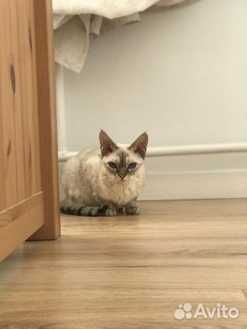 Коты девон-рексы