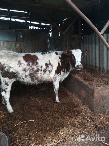 Продаются 2 Айширскии телачка