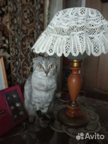 Возьмите кошечку