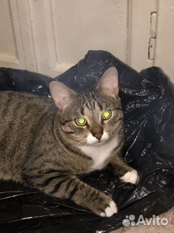 Отдам кота в добрые руки