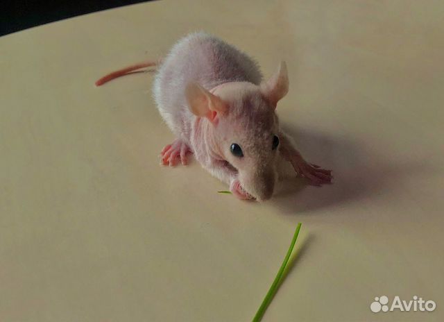 Крыса дамбо рекс