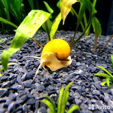 Улитки ампулярии отдам