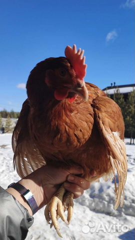 10 курочек-несушек