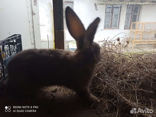 Кролик поры Фландер