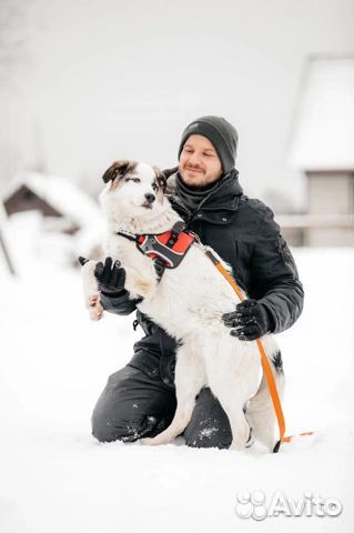 Белоснежный пес Бимка в дар