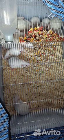 Крыса лабораторная