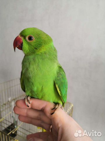 Птенцы, попугаи, ожереловые