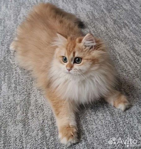 Клубный британский котик золотая шиншилла