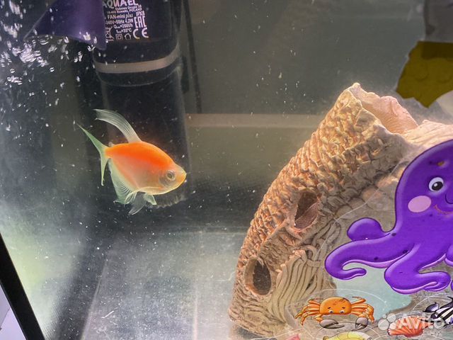 Рыбка Тернеция