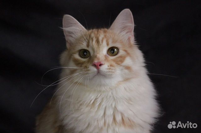Сибирский котик