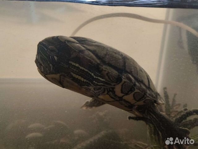 Черепаха бесплатно