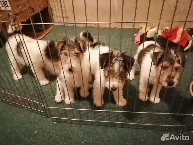 Щенки фокстерьера