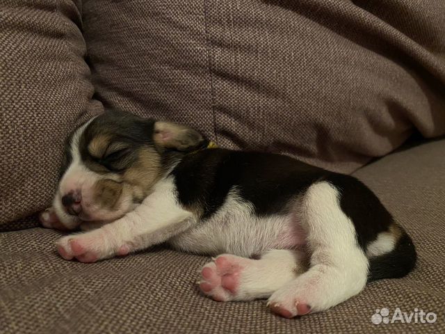 Щенки Бигль