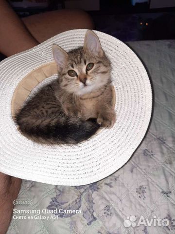 Кошка