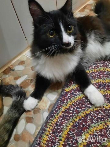 Котик Мусик