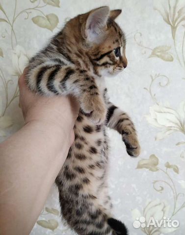 Бенгальские котята