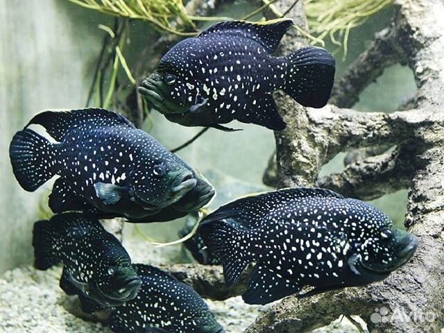 Паратиляпия поллени