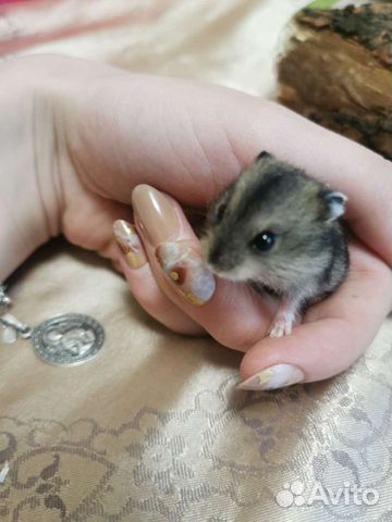 Джунгарский хомяк