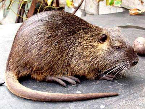 Нутрии