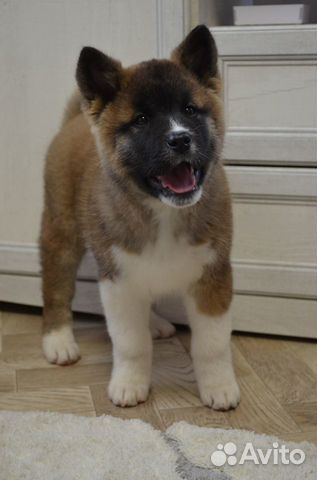 Щенок американской акиты