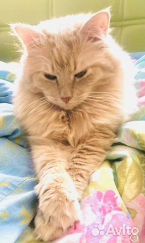Котик 4 года ласковый