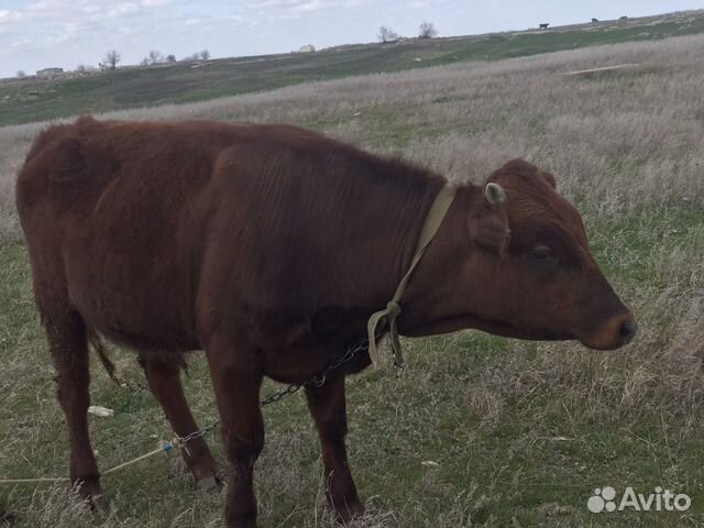Быки на доращивание