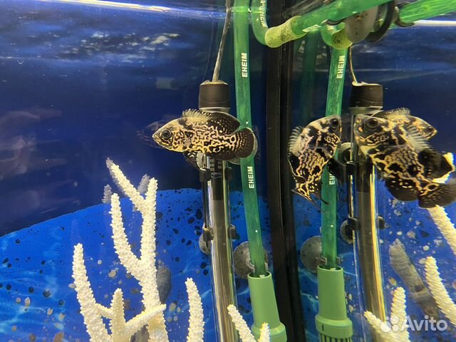 Астронотус тигровый