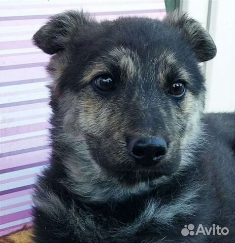 Собака в добрые руки щенок