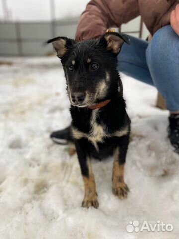 Щенок в добрые руки