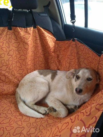 Собаки в добрые руки