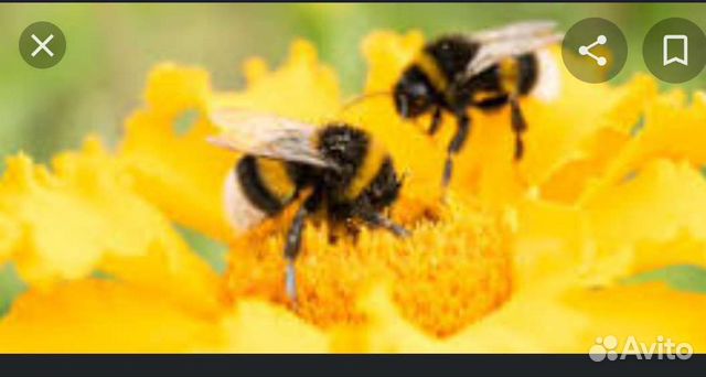 Пчелопакеты