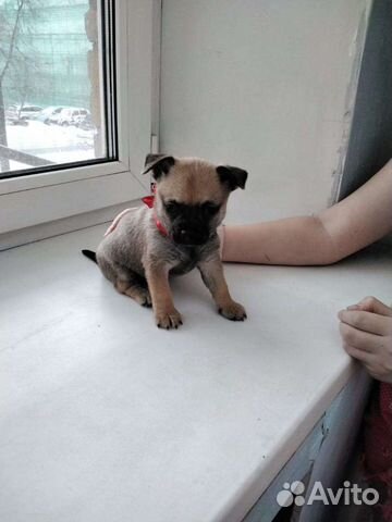 Щенки чихуахуа