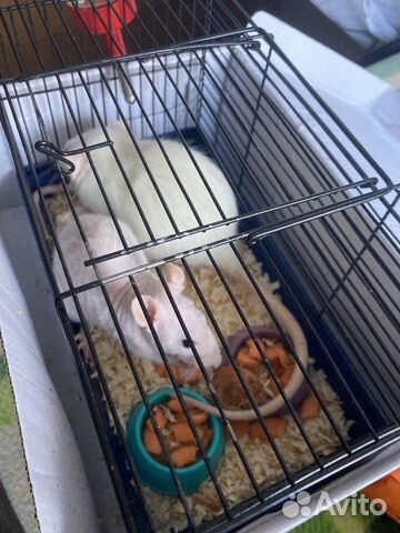 Декоративная крыса