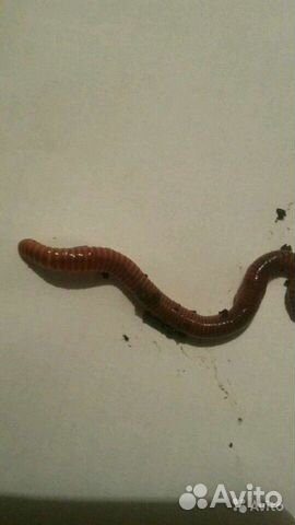 Продам калифорнийских червей