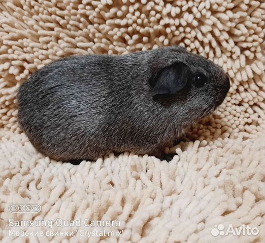 Морская свинка,серебристая "кали"